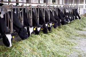 What are the two main components of cattle feed?